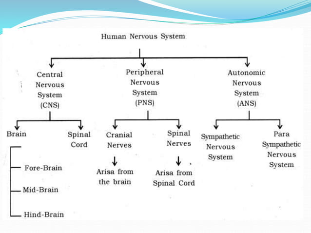 Control and Coordination in Animals .Part 1.pptx
