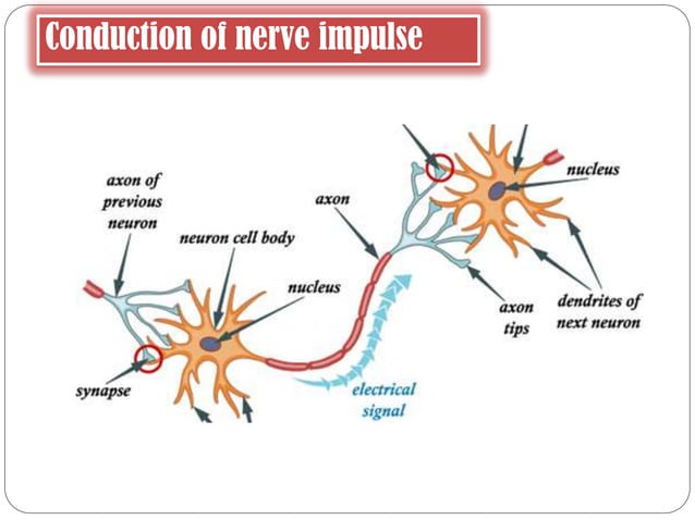 Control and coordination in humans | PDF | Brain and Nervous System ...