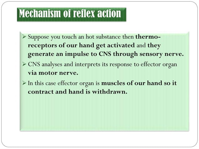 Control and coordination in humans | PDF | Brain and Nervous System ...
