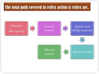Control and coordination in humans | PDF