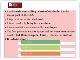 Control and coordination in humans | PDF