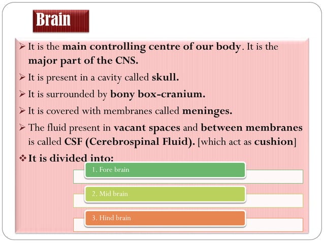 Control and coordination in humans | PDF | Brain and Nervous System ...