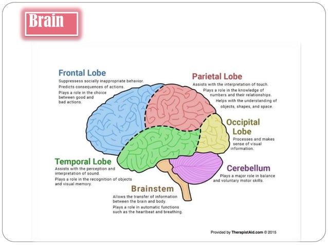 Control and coordination in humans | PDF | Brain and Nervous System ...
