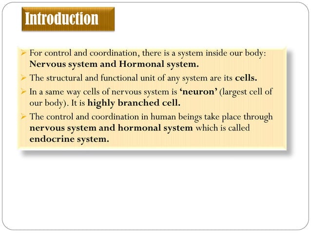 Control and coordination in humans | PDF | Brain and Nervous System ...