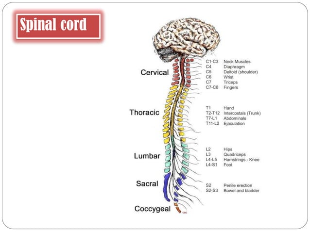 Control and coordination in humans | PDF | Brain and Nervous System ...