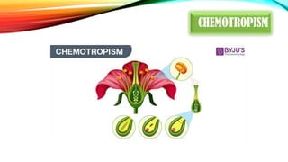 Control and coordination in plants | PDF