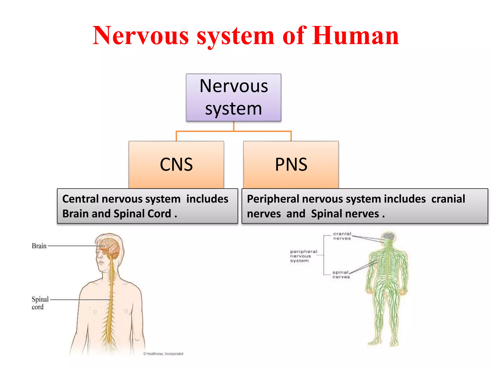 Control and coordination (nervous system) | PPTX