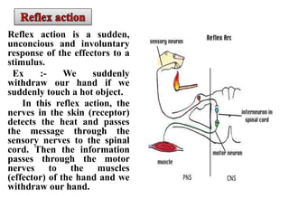 Control and coordination (nervous system) | PPTX