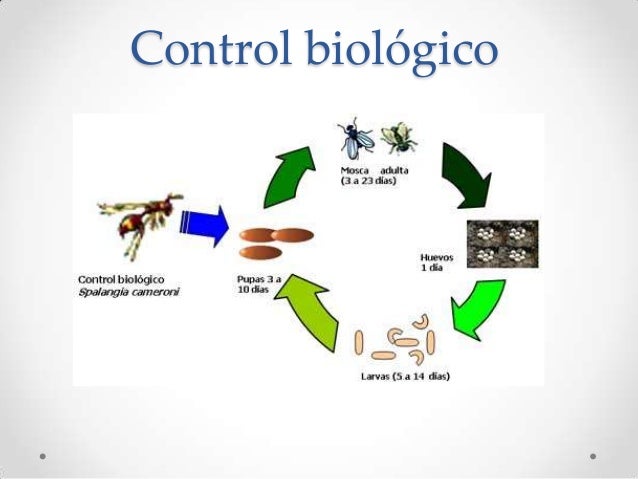 Control biologico