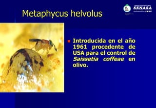 Ccontrol Biologico en el PERU guia para .ppt