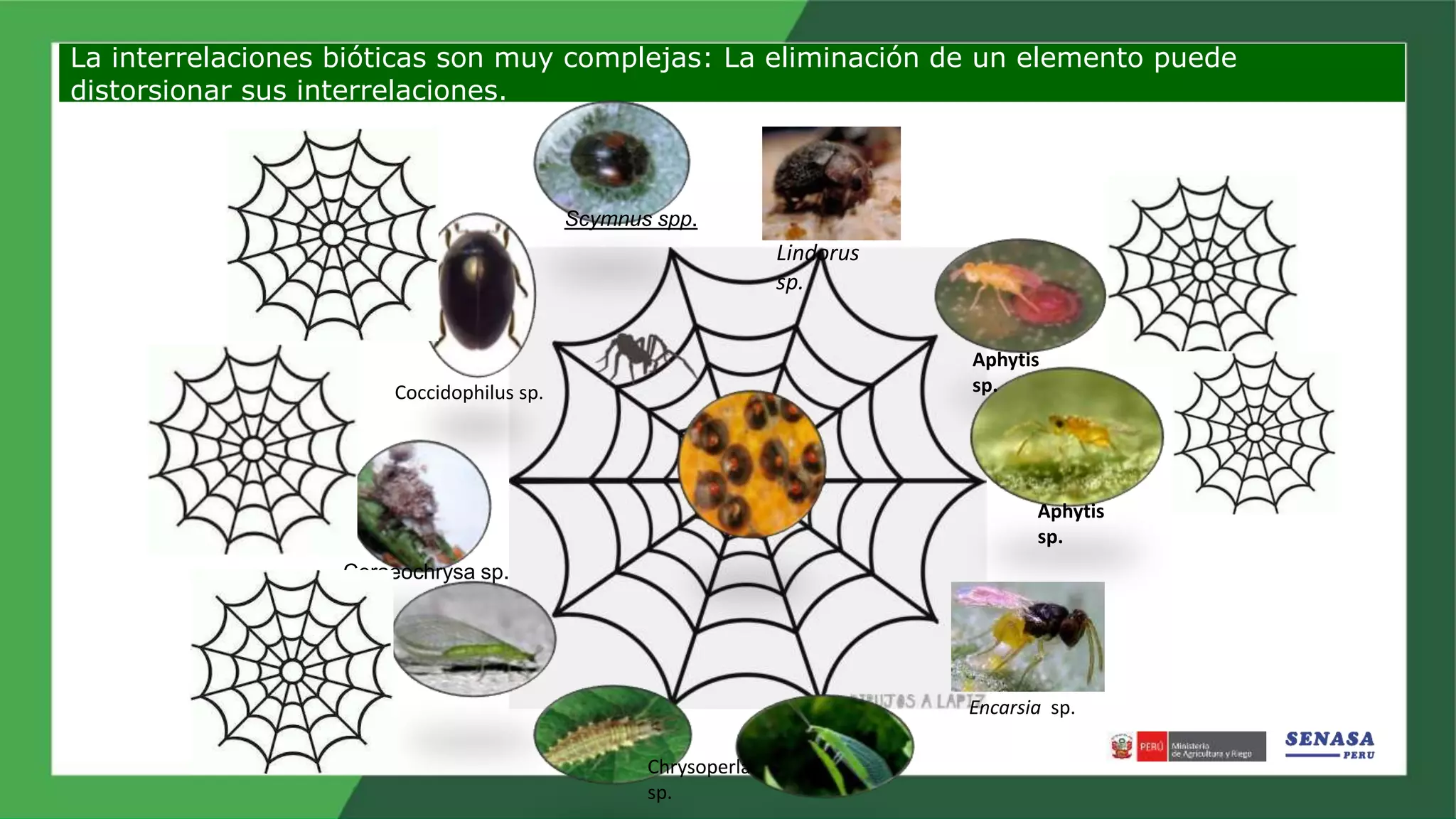 Control biologico plagas palto | PPTX