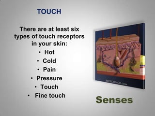 Control and coordination, Brain and its functions | PPTX