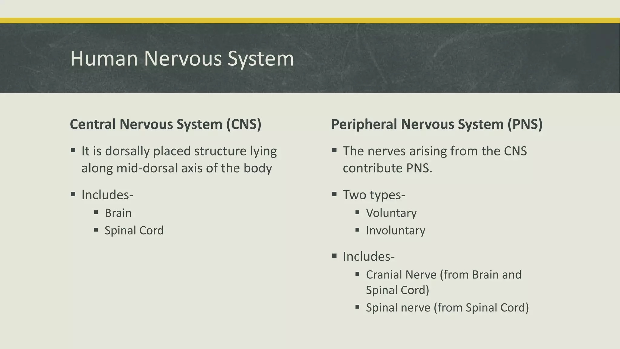 Control & Coordination | PPTX
