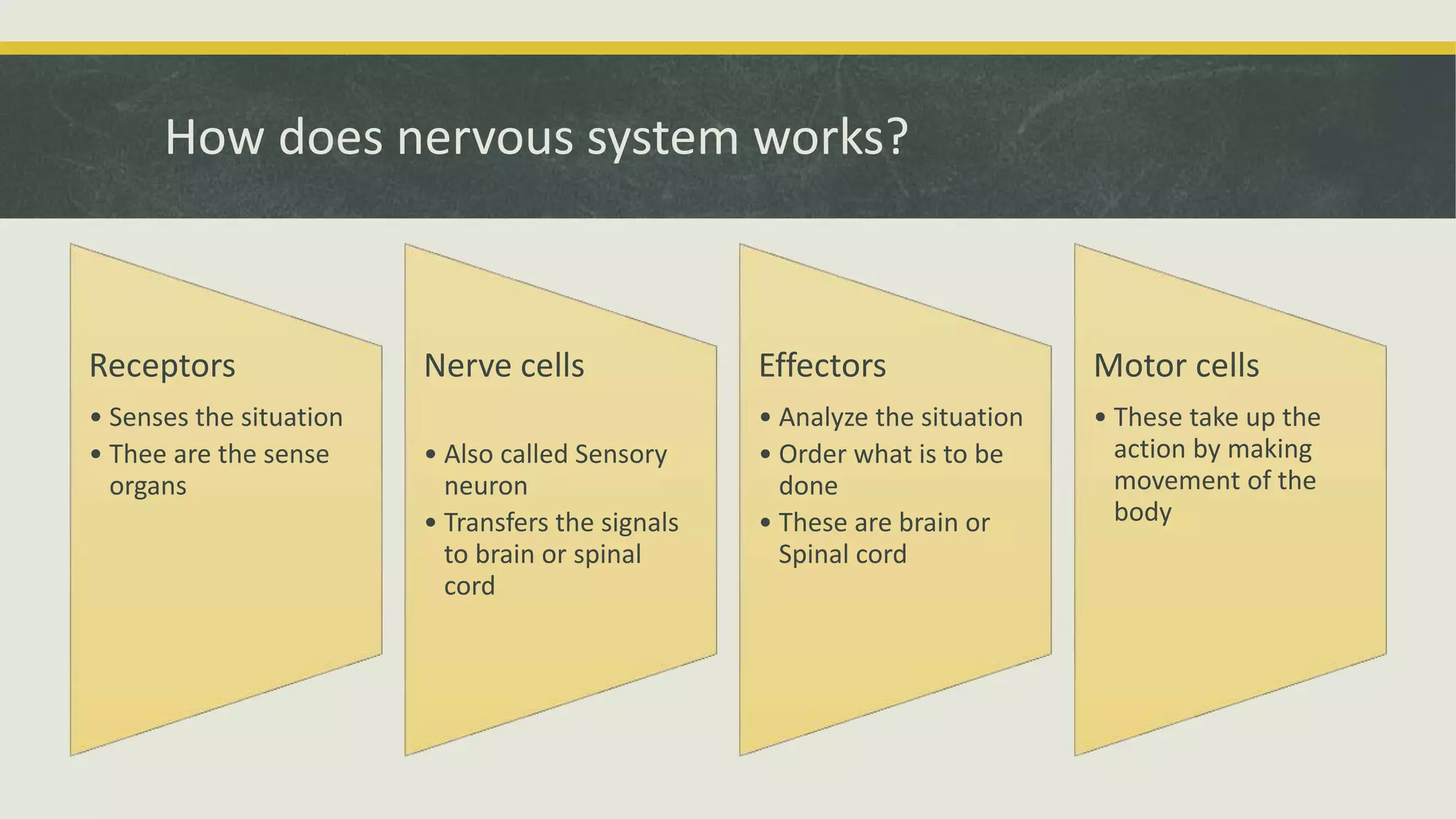 Control & Coordination | PPTX