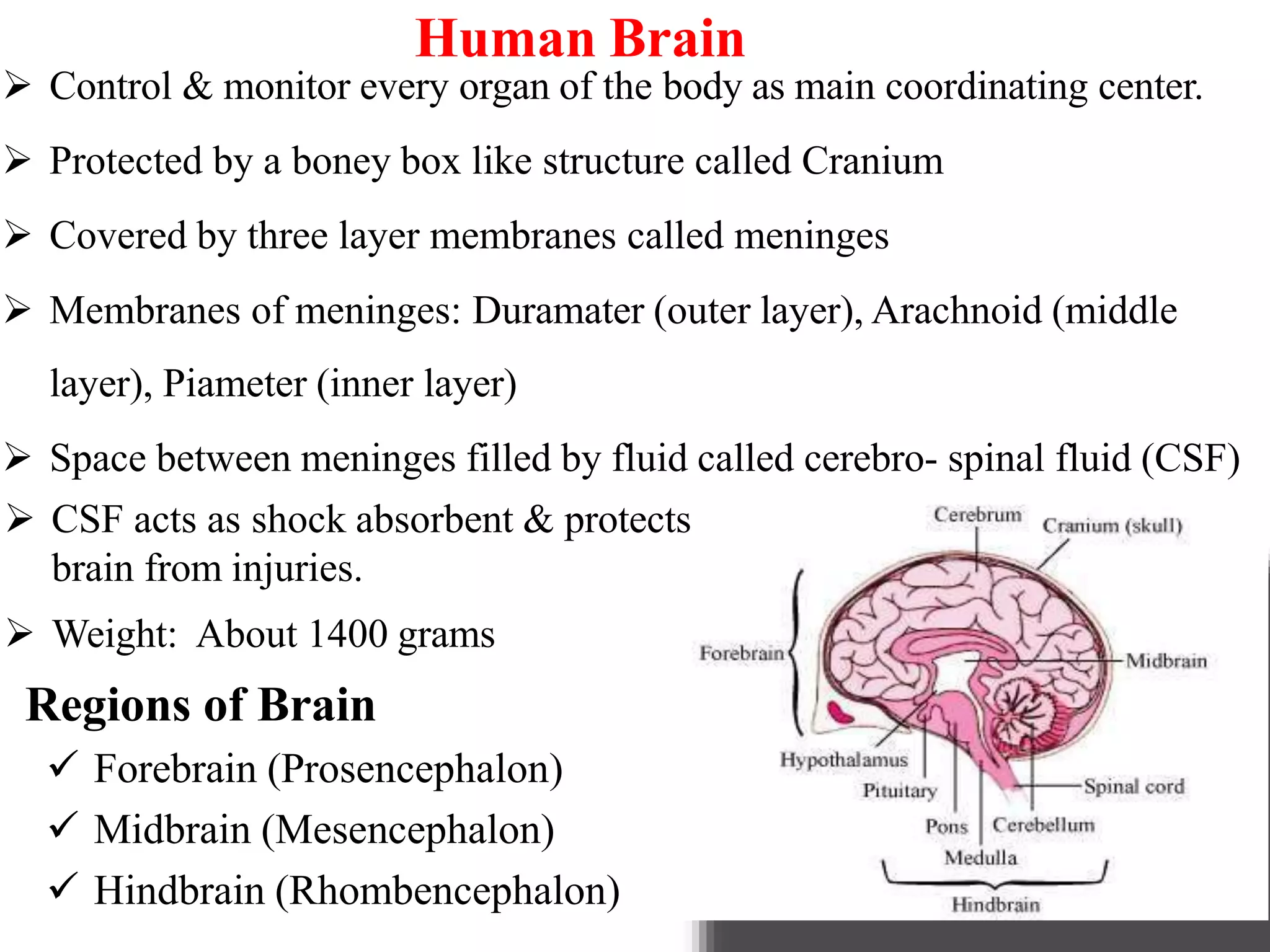 Control & Coordination | PPTX | Brain and Nervous System Disorders ...