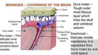 Control & coordination II | PPTX | Brain and Nervous System Disorders ...