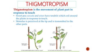Control & coordination IV | PPT