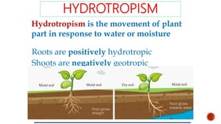 Control & coordination IV | PPT
