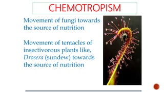 Control & coordination IV | PPT