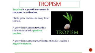 Control & coordination IV | PPT