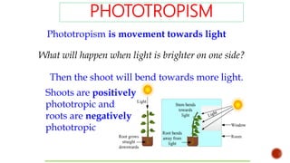 Control & coordination IV | PPT
