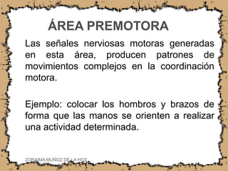 Control cortical de la funcion motora s | PPTX