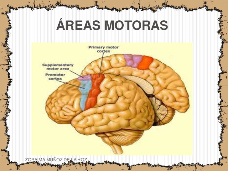 Control cortical de la funcion motora s