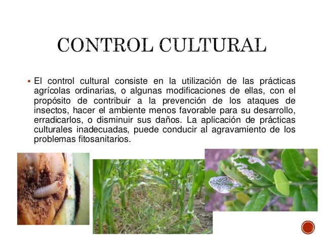 Control cultural de plagas