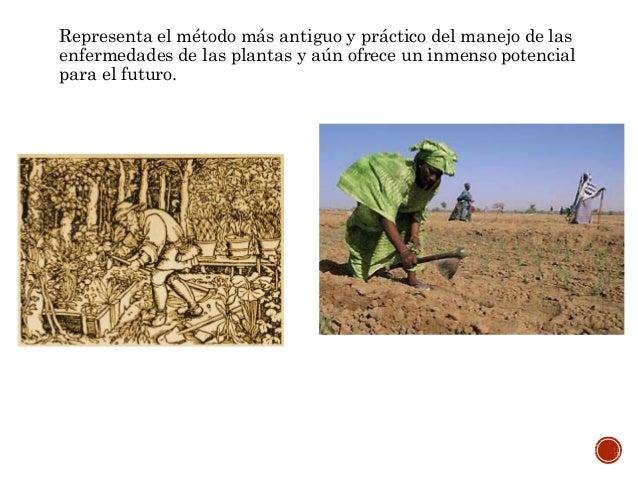 Control cultural de plagas