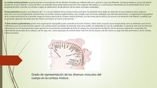 Control de la función motora por la.pptx