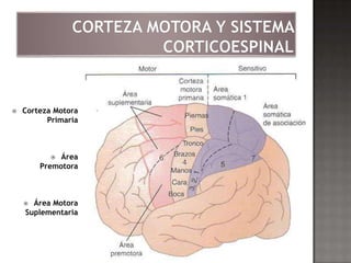 Control de la Función Motora por la Corteza | PPTX