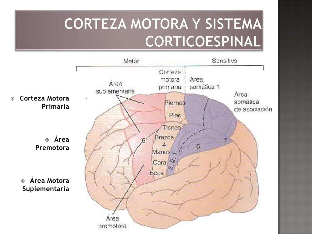 Control de la Función Motora por la Corteza