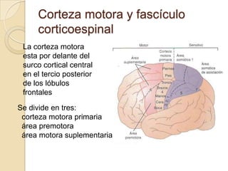 Control de la función motora por la corteza | PPTX