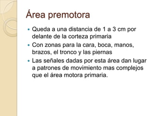 Control de la función motora por la corteza | PPTX