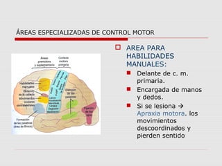 Control de la funcion motora | PPT