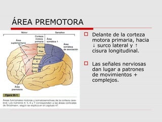 Control de la funcion motora | PPT