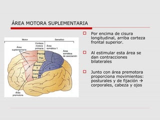 Control de la funcion motora | PPT