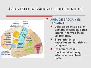 Control de la funcion motora | PPT
