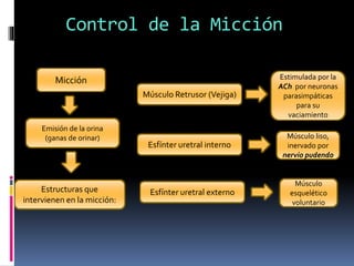 Control de la micción | PPTX