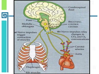 FISIOLOGIA II - Control de la Respiracion | PPTX