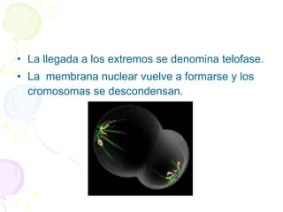 Control del ciclo celular | PPT