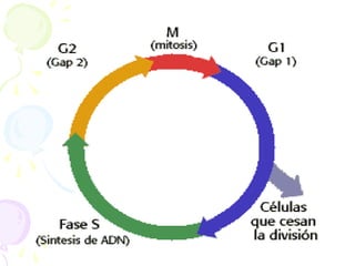 Control del ciclo celular | PPT