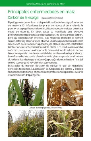 Control de plagas en el cultivo del maiz | PDF