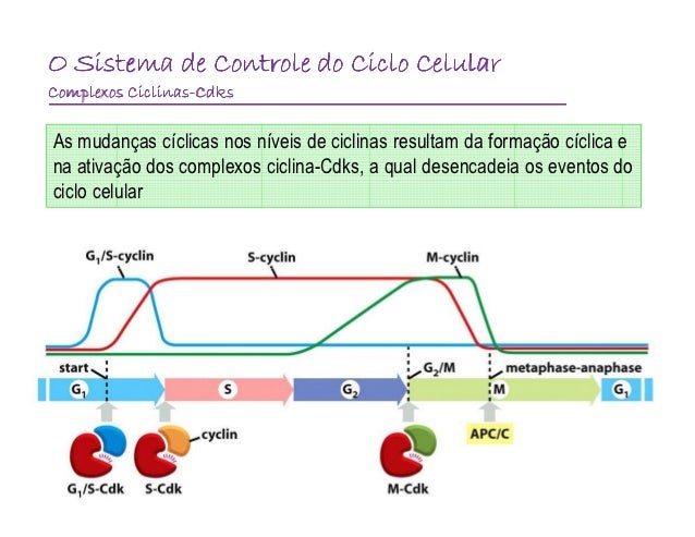 Controle ciclo celular fisioterapia