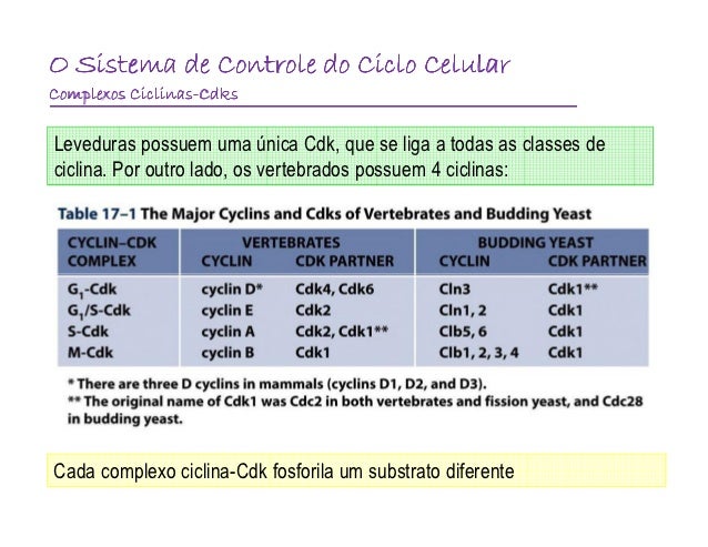 Controle ciclo celular fisioterapia