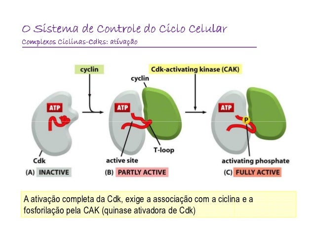 Controle ciclo celular fisioterapia