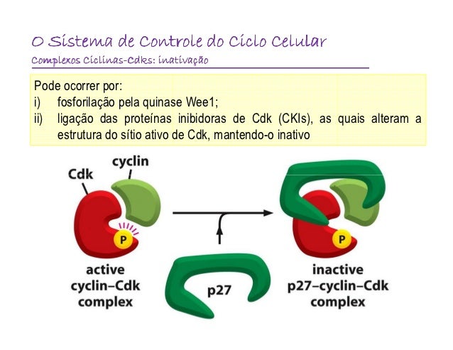 Controle ciclo celular fisioterapia