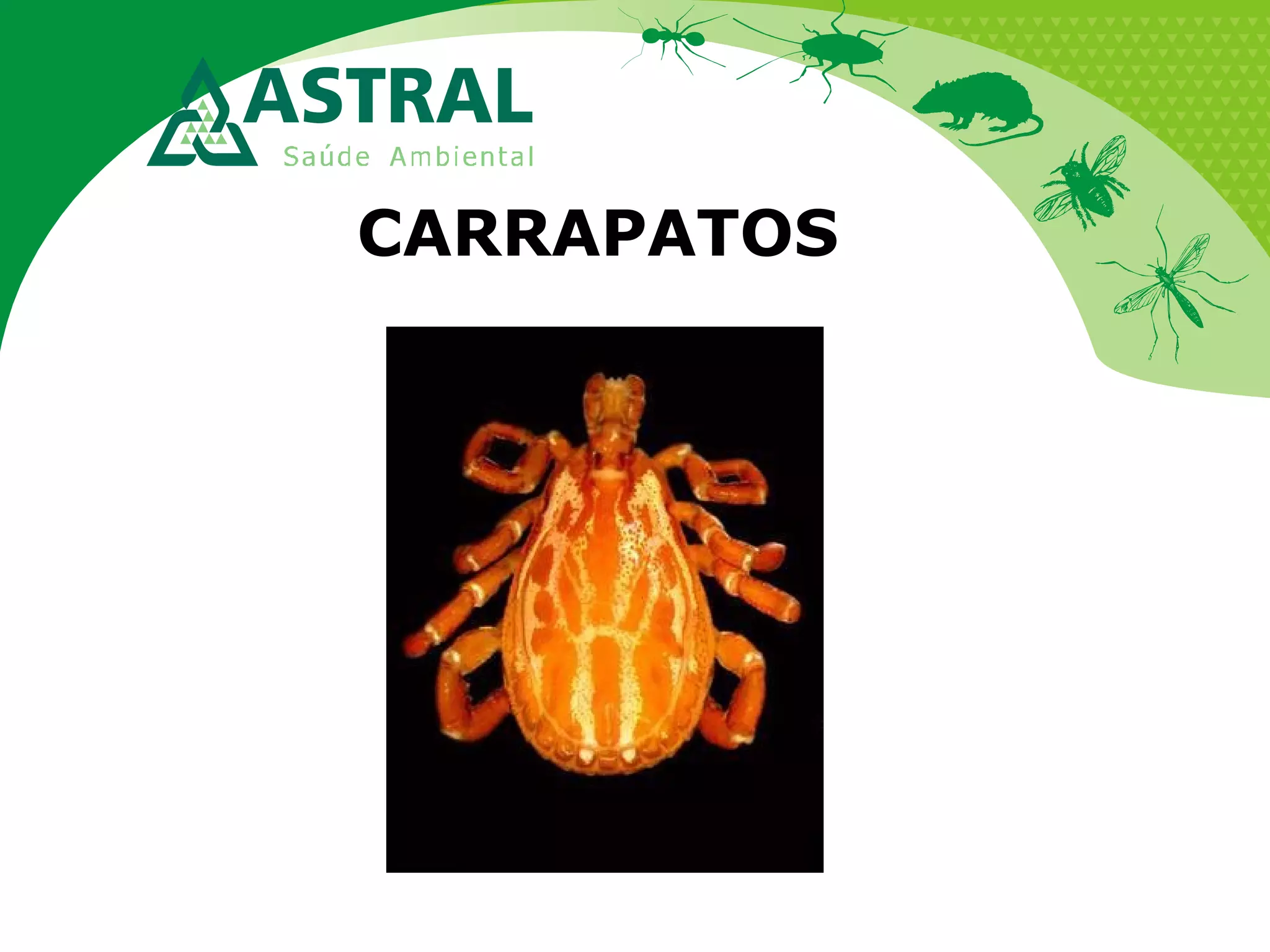 Controle e biologia dos carrapatos | PPT | Infectious Diseases ...
