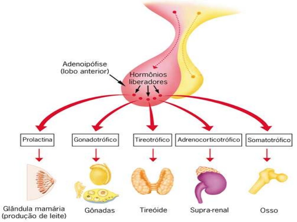 CONTROLE HORMONAL SISTEMA ENDÓCRINO