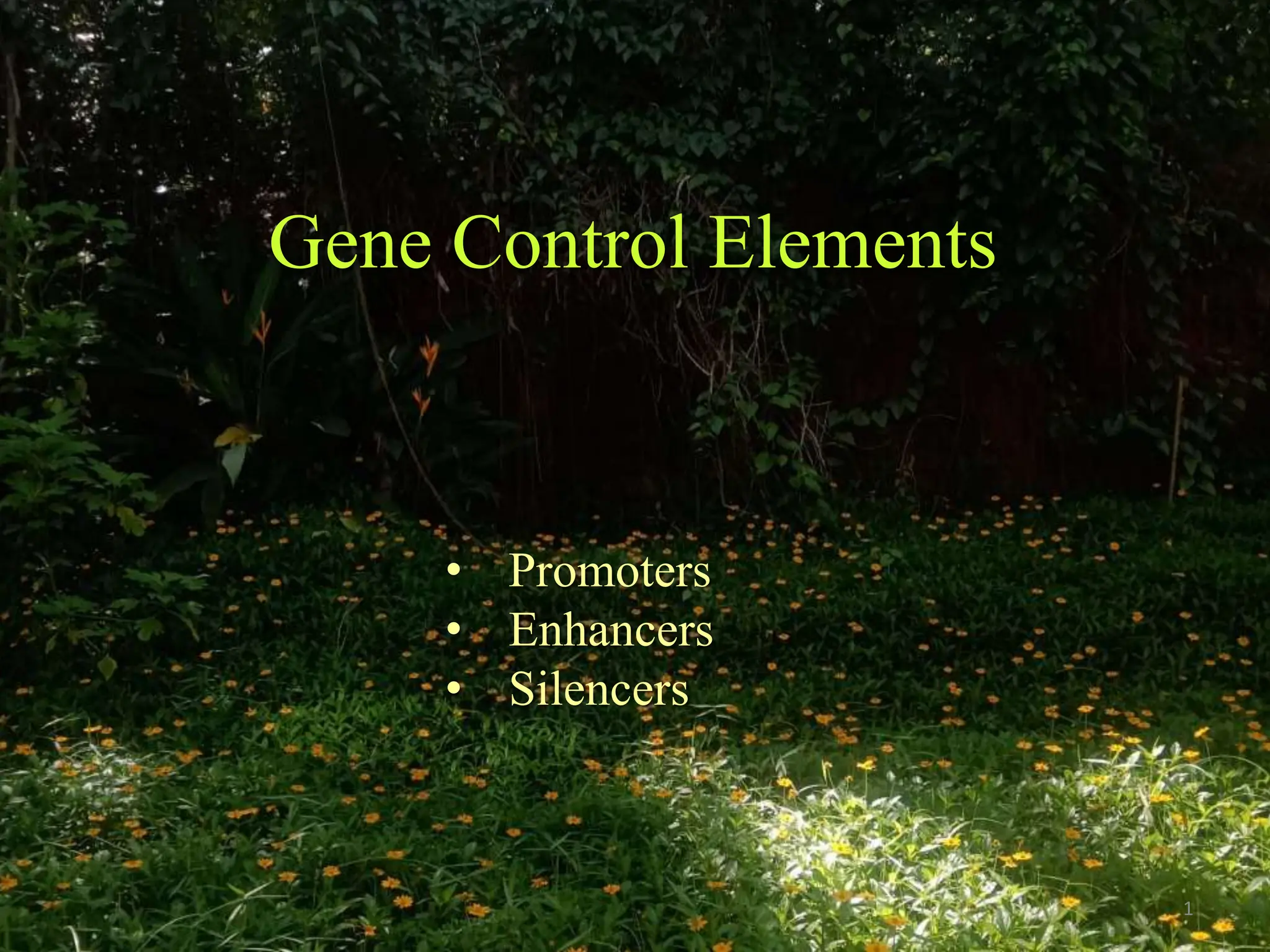 Control elements of gene- promoter..pptx